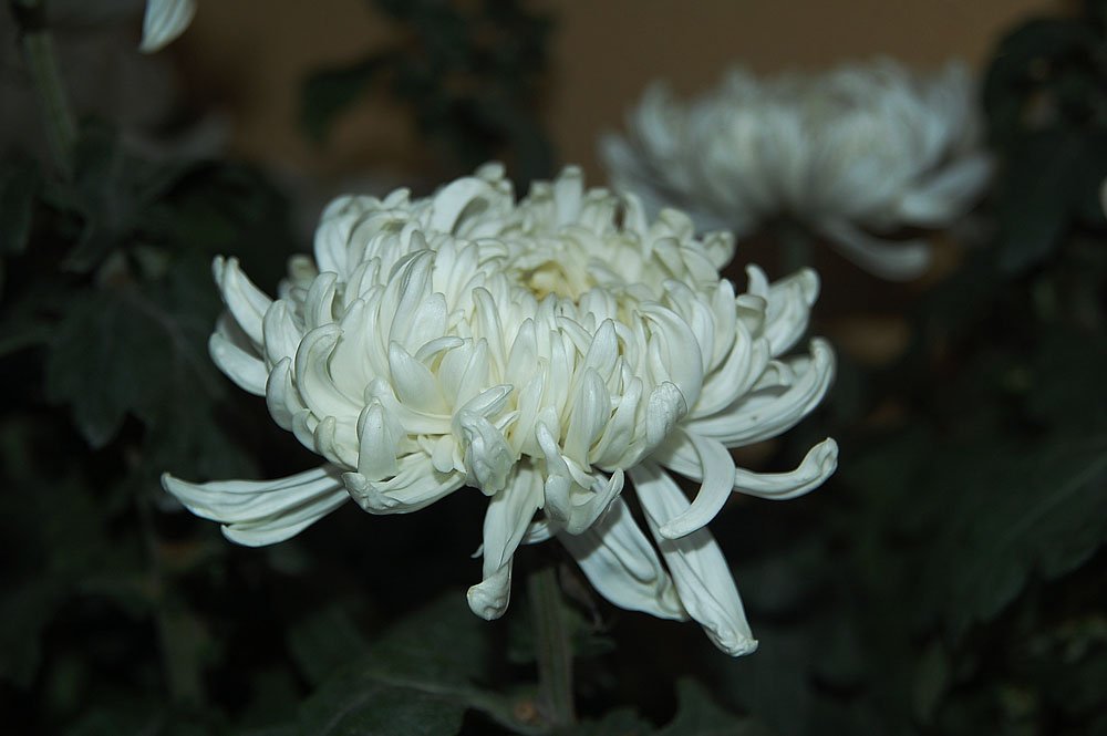 Diário de um Jardim: Crisântemos - Chrysanthemum