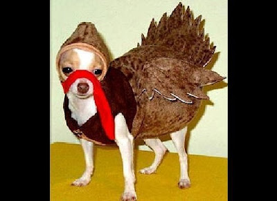 Float Our Ark: Dogs Dressed As Turkeys
