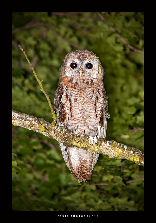 Atrej photography: sova lesná