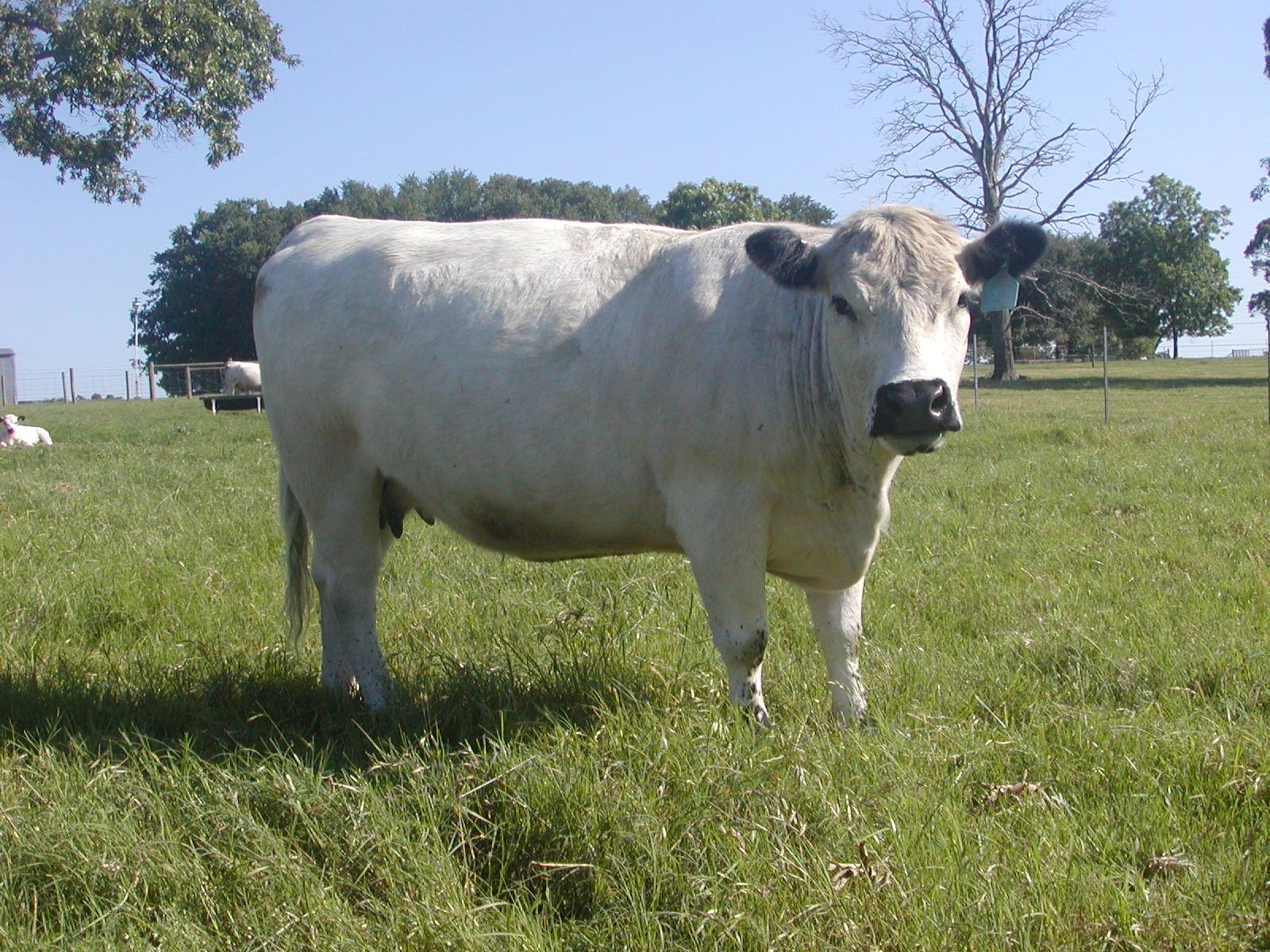 British White Cattle in Southeast Texas - JWest Cattle Company ...