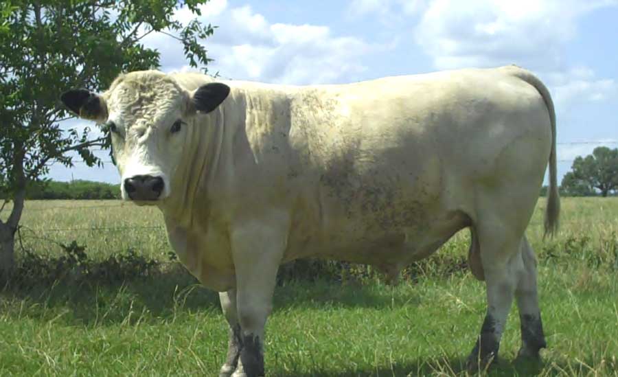 British White Cattle in Southeast Texas - JWest Cattle Company: A ...