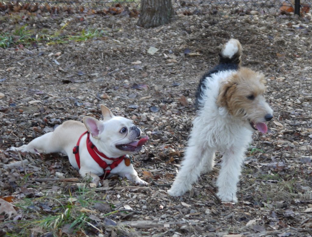 In the Field: Shelton Dog Park