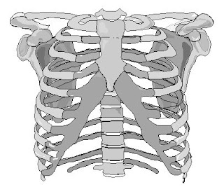 Thoughts of an Experienced Sports Physical Therapist: Costochondritis ...