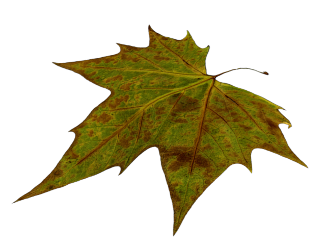 3D Modelling and animation: Making Leaves Using Mapping Techniques