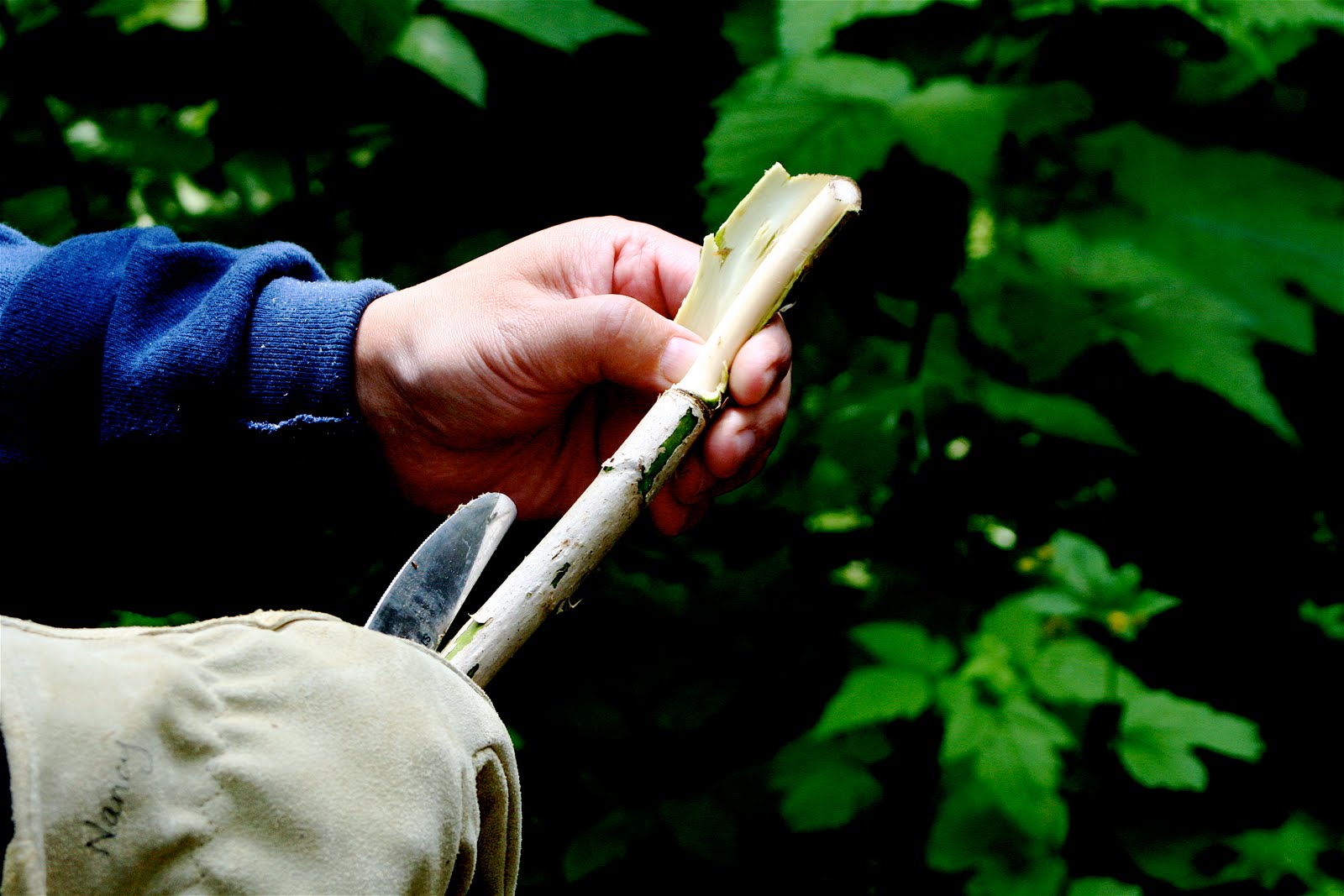 Super Sonic Learning: Devil's Club: A Wonder Weed