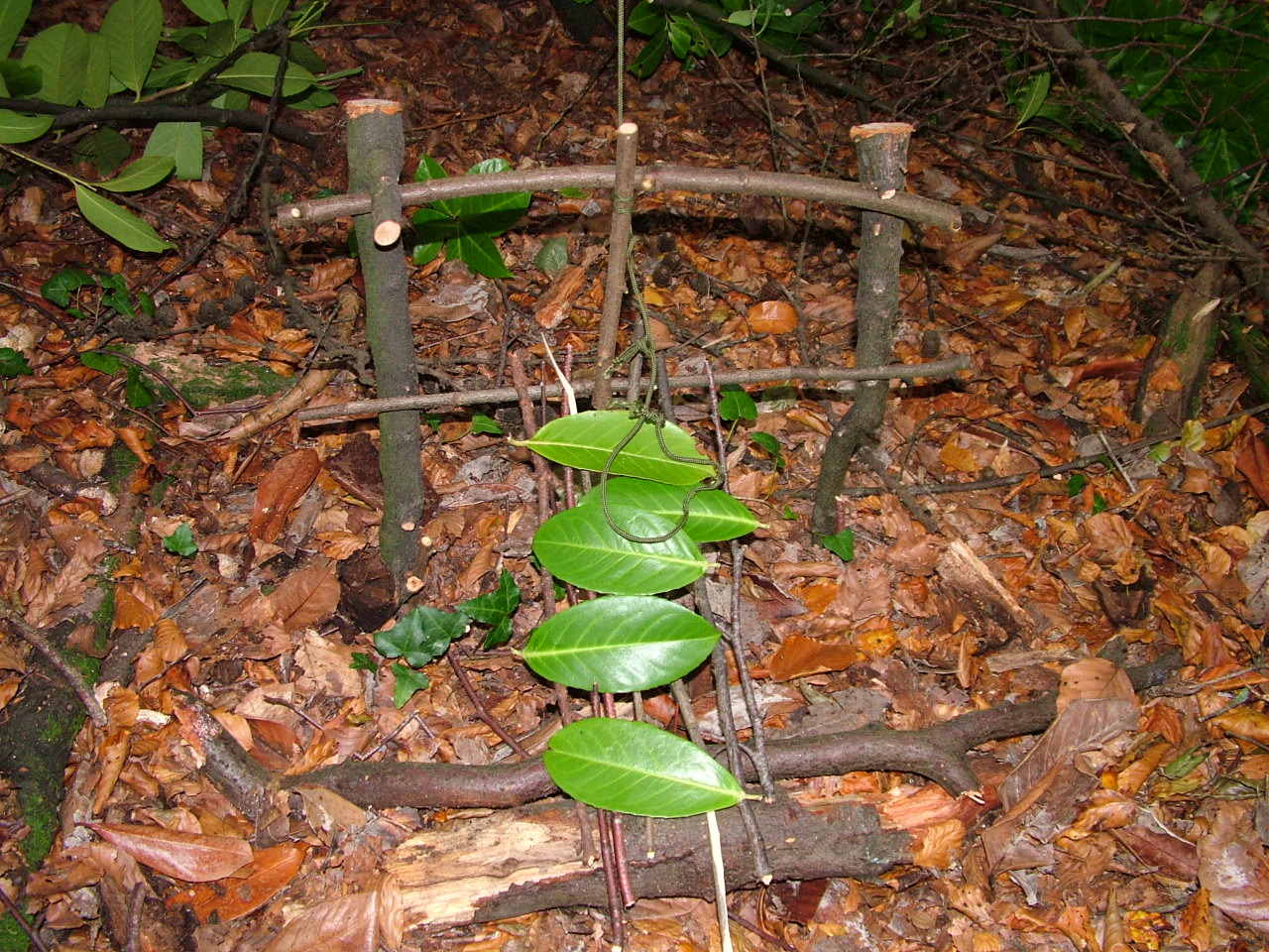 Belfast Bushcraft Blog: Platform trap.