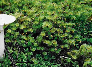 Moss: Common New Zealand Moss Varieties