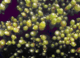 Moss: Common New Zealand Moss Varieties