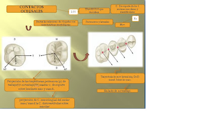 anaya-iveth.: morfologia oclusal de dientes posteriores . relacion ...