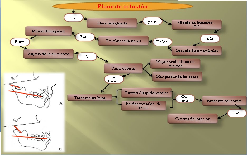 anaya-iveth.: morfologia oclusal de dientes posteriores . relacion ...