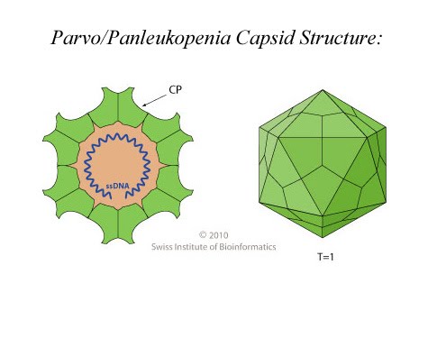 Save Moki The Wobbly Cat: Viruses: Capsid Structure