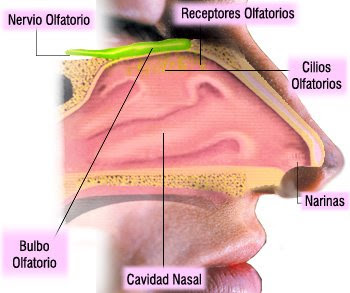 LOS SENTIDOS: EL OLFATO