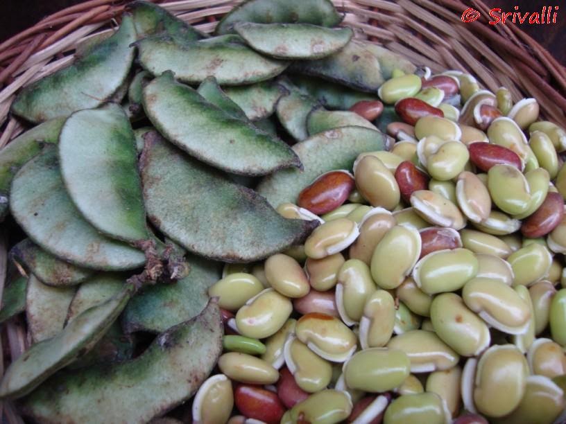 Ira Yummy Food: Anapakaya Vankaya Masala Kura Recipe ~ Hyacinth Bean ...