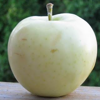 Fitzgerald's Family Farm: Yellow Transparent Apples