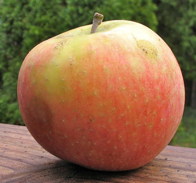 Senshu - Adam's Apples