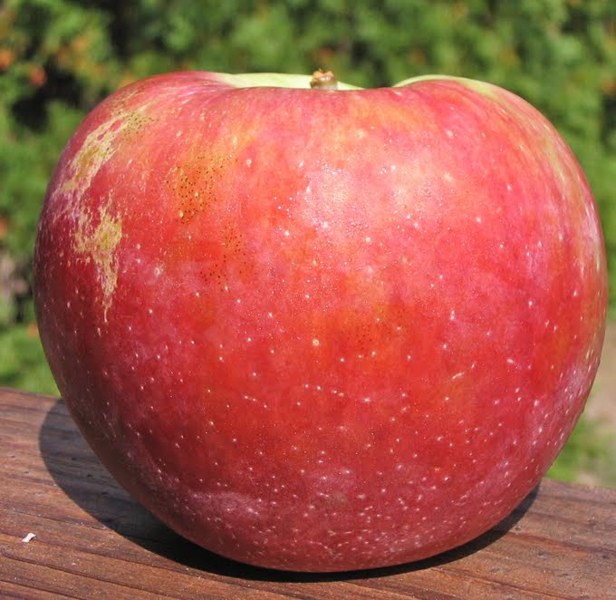 Awesome * - Adam's Apples