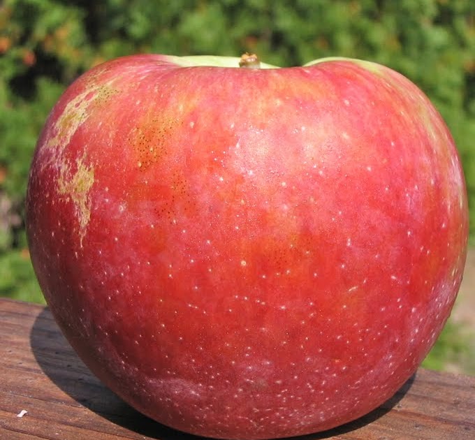 Awesome * - Adam's Apples