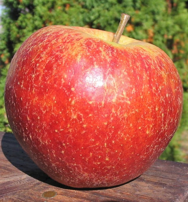 Jonagored (Jona-Go-Red) * - Adam's Apples