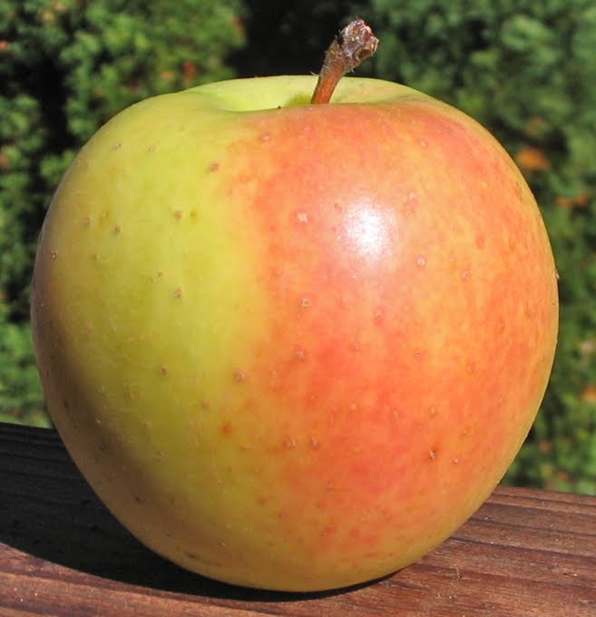 Suncrisp ** - Adam's Apples