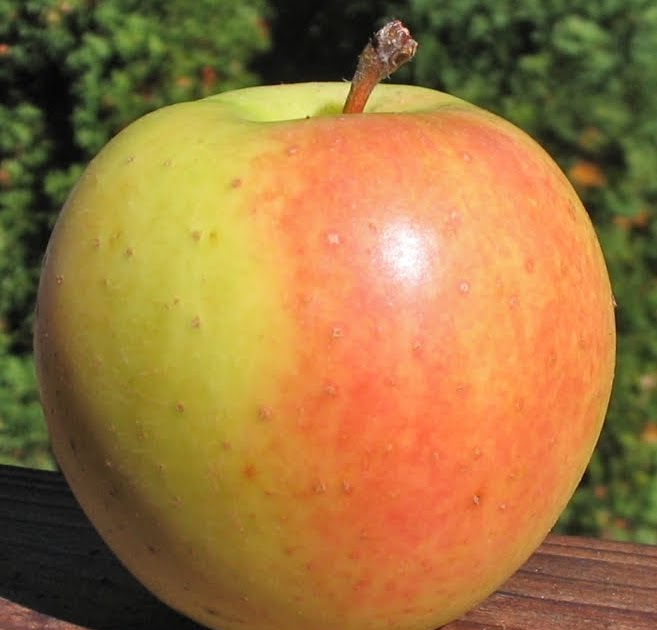 Suncrisp ** - Adam's Apples