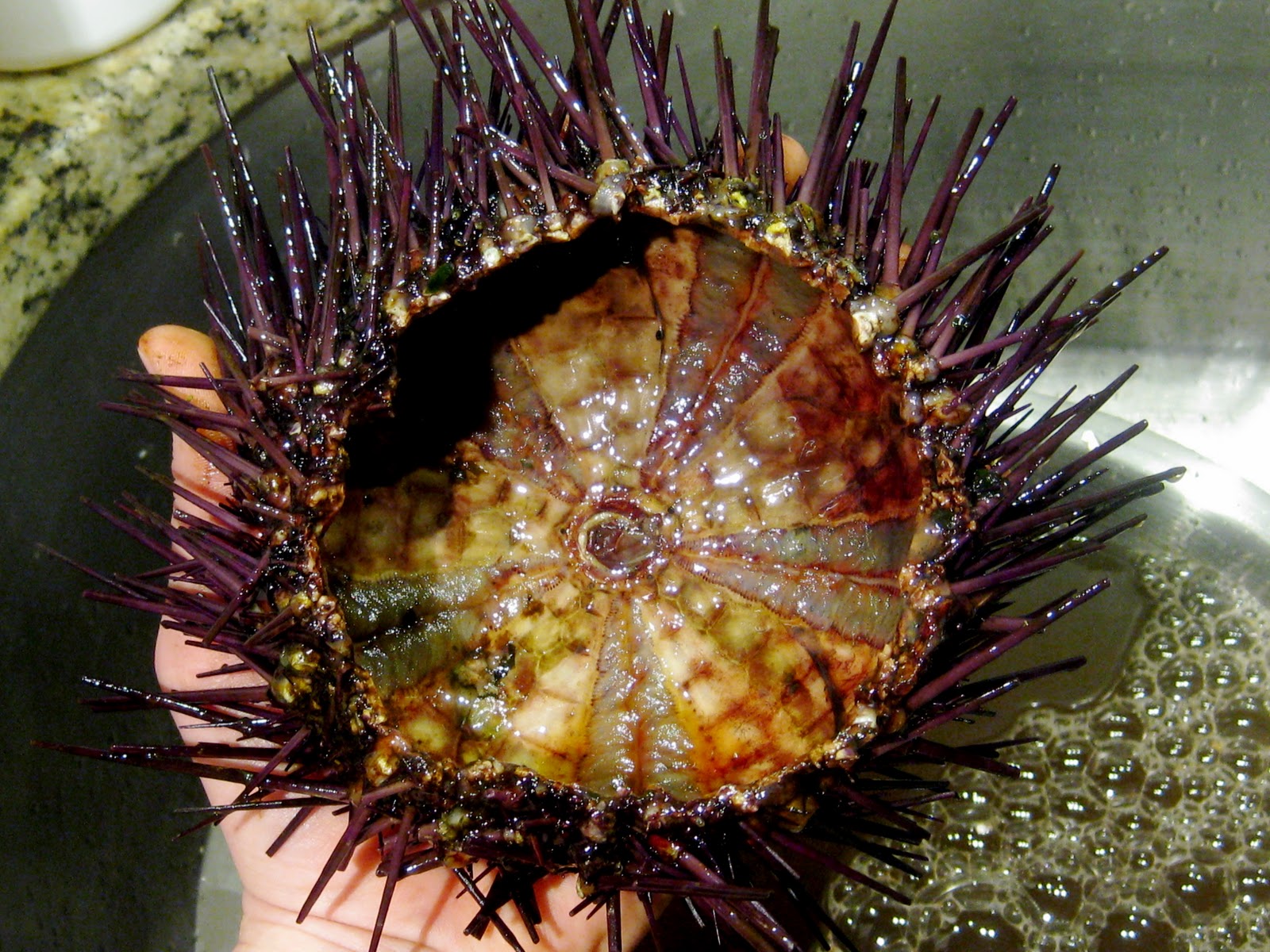 urchin!