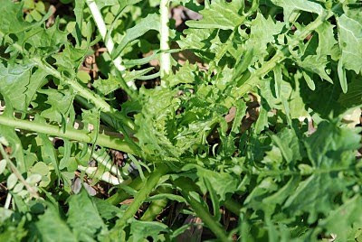 Vegetable Matter: Salad of Bitter Italian Greens, Strawberries and Parmesan