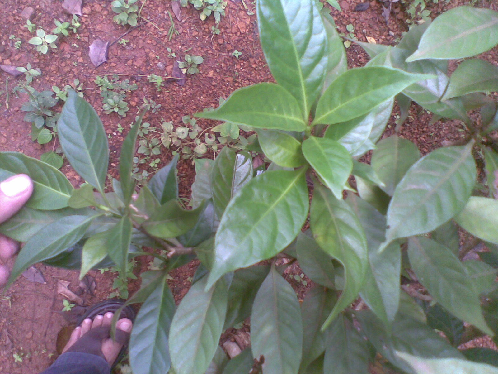 MEDICINAL PLANTS PICTURES IN AYURVEDA