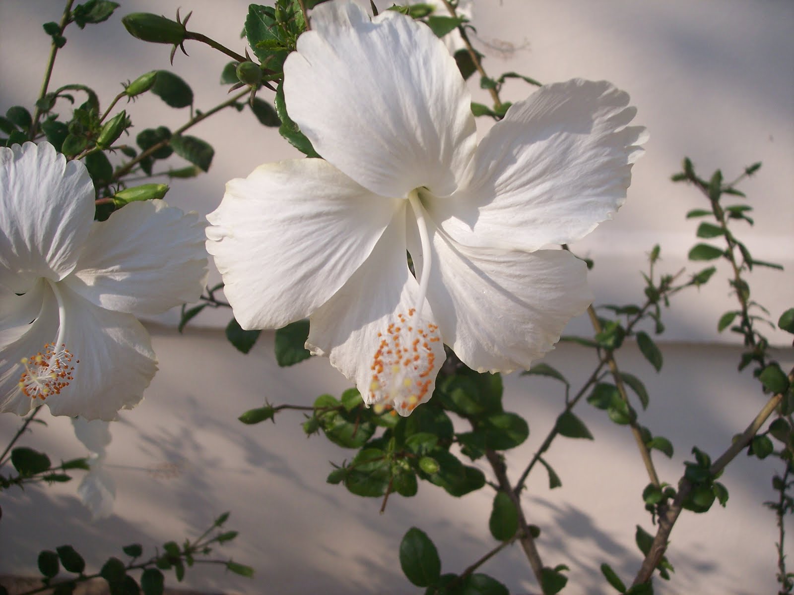 Poze desktop - Wallpapers