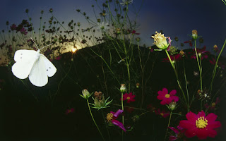 Poze desktop - Wallpapers: Poze desktop - Fluturi