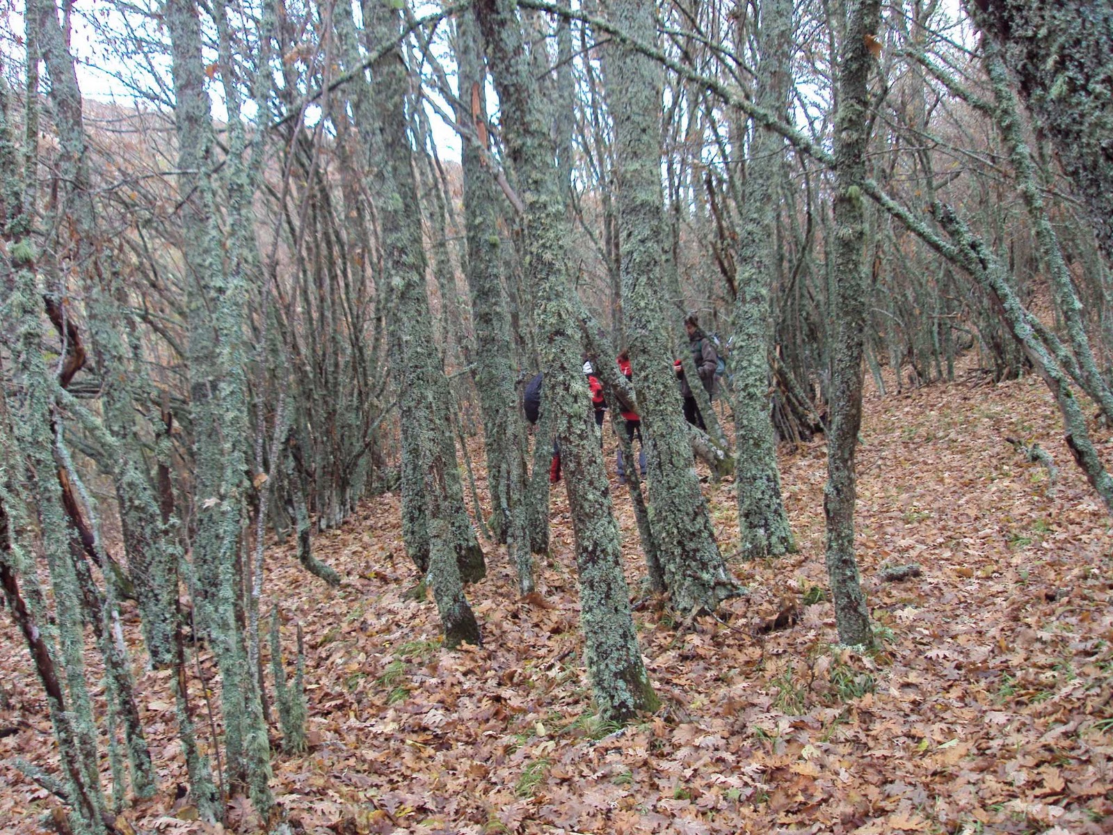 La lechuza: Peña Tremaya