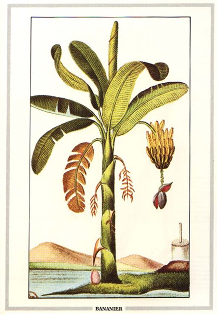 Bananier