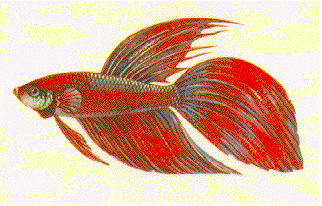 Caring for Fighting Fish.