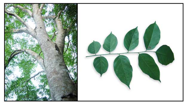 sunny days: NATURTEQ'S NARRA FOOD SUPPLEMENT