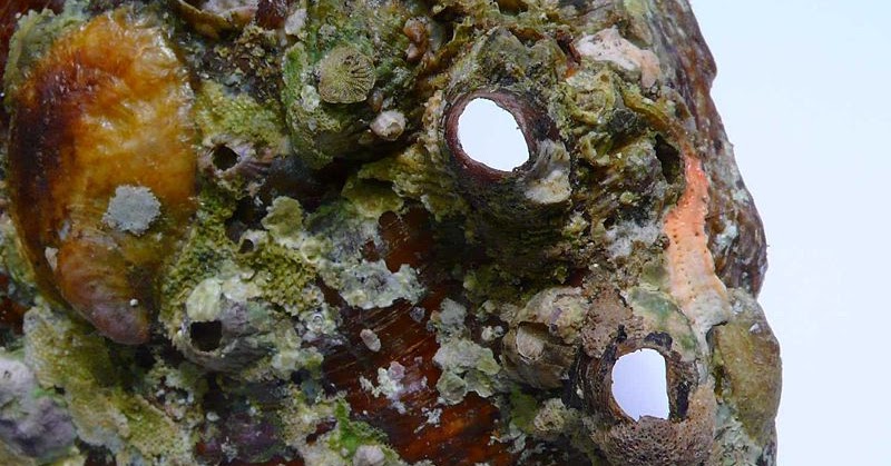 Kookkuns: Perlemoen / Abalone