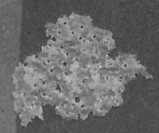 Boererate.com: Skilfers