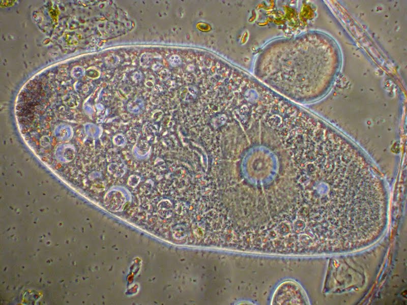 Cellula Animale Al Microscopio