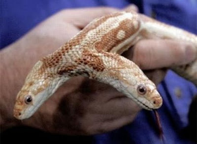 Somethin Odd: Strange Mutant Animals