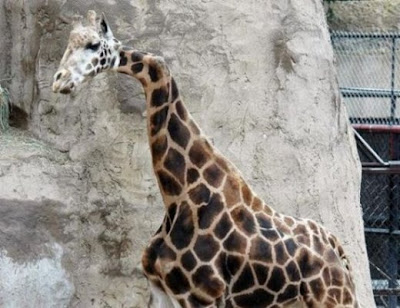 Bizarre Mutant Animals ~ Somethin Bizarre