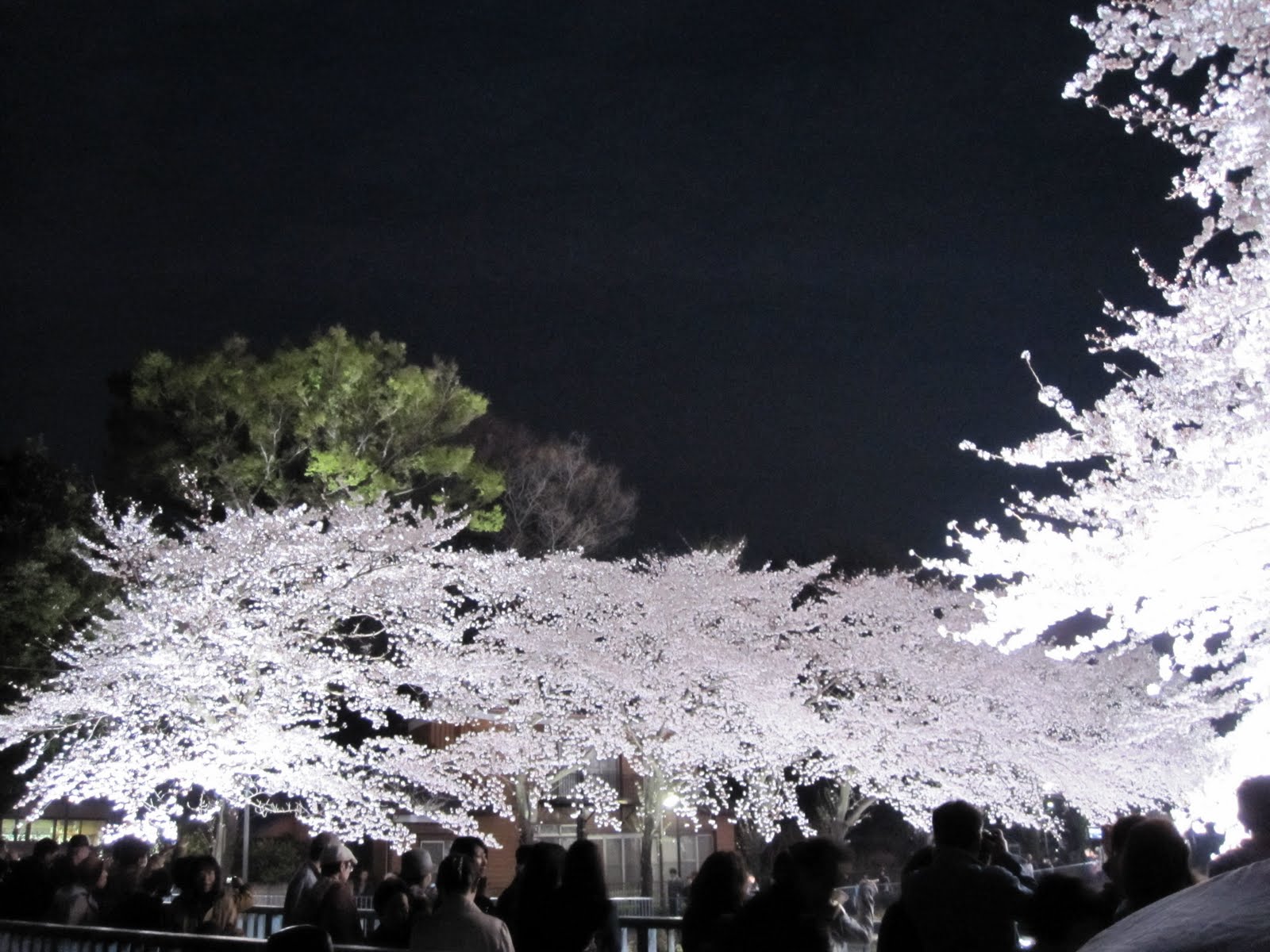 Mes crazy expériences: Japan : Sakura trees are Japan soul