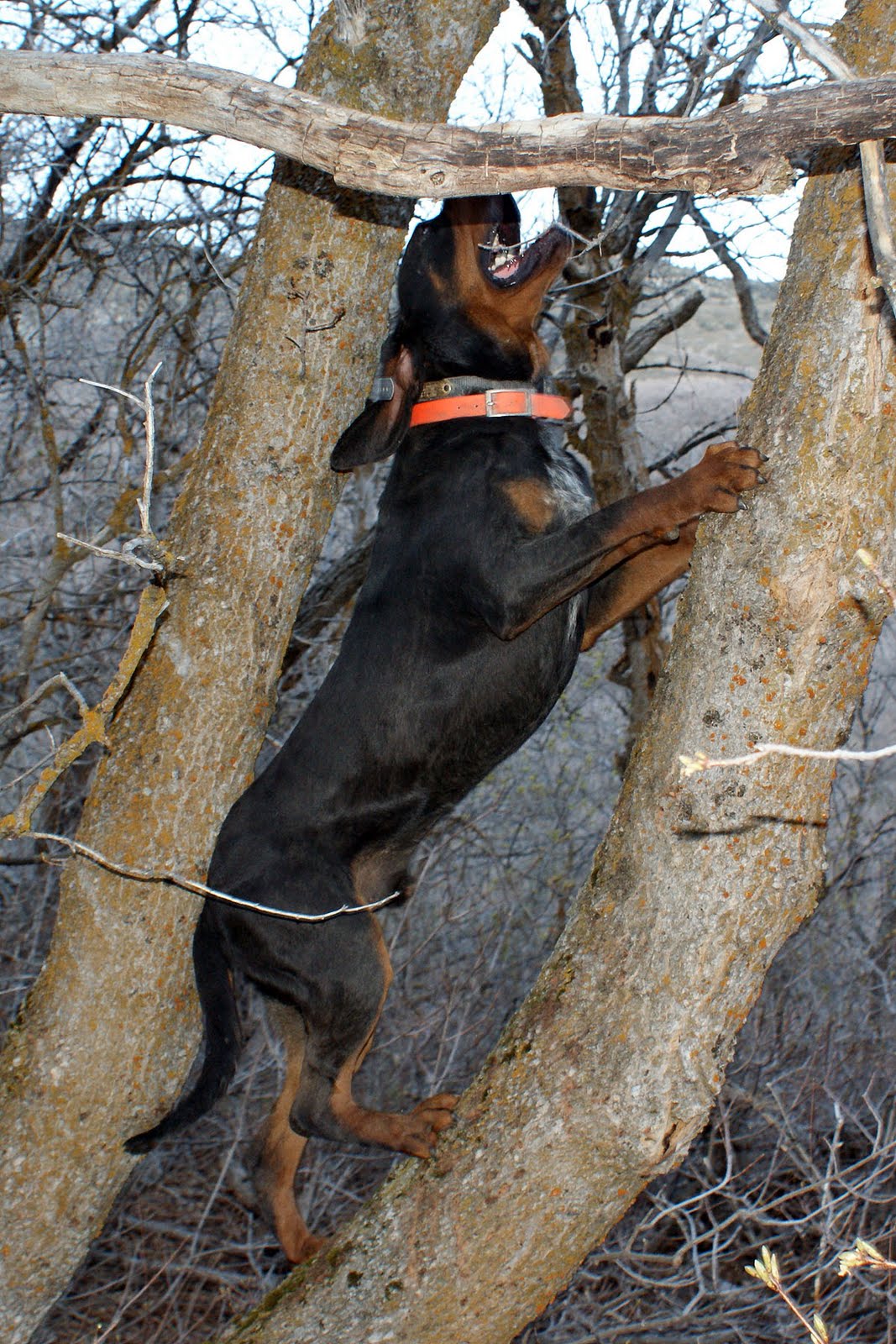 Weber Waterfowler: Coon Hunting