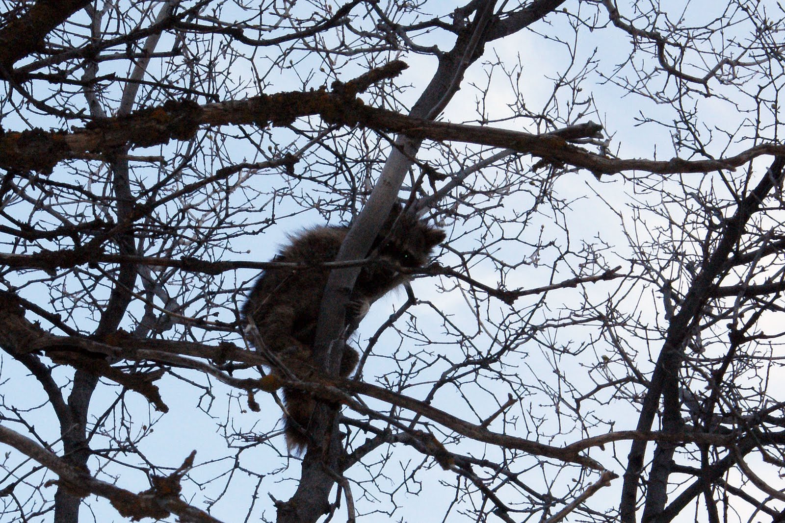 Weber Waterfowler: Coon Hunting