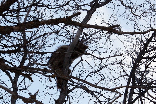 Weber Waterfowler: Coon Hunting