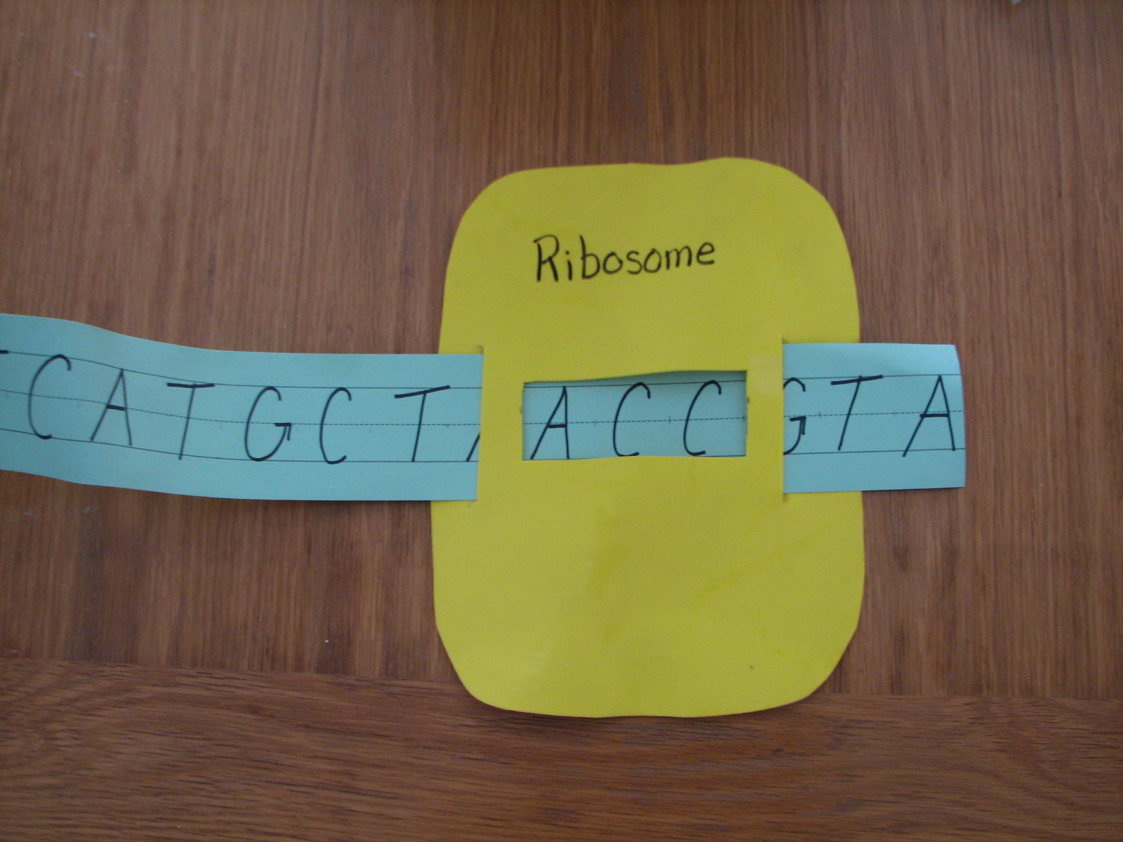 Science Matters: Turn Your Students Into a Protein