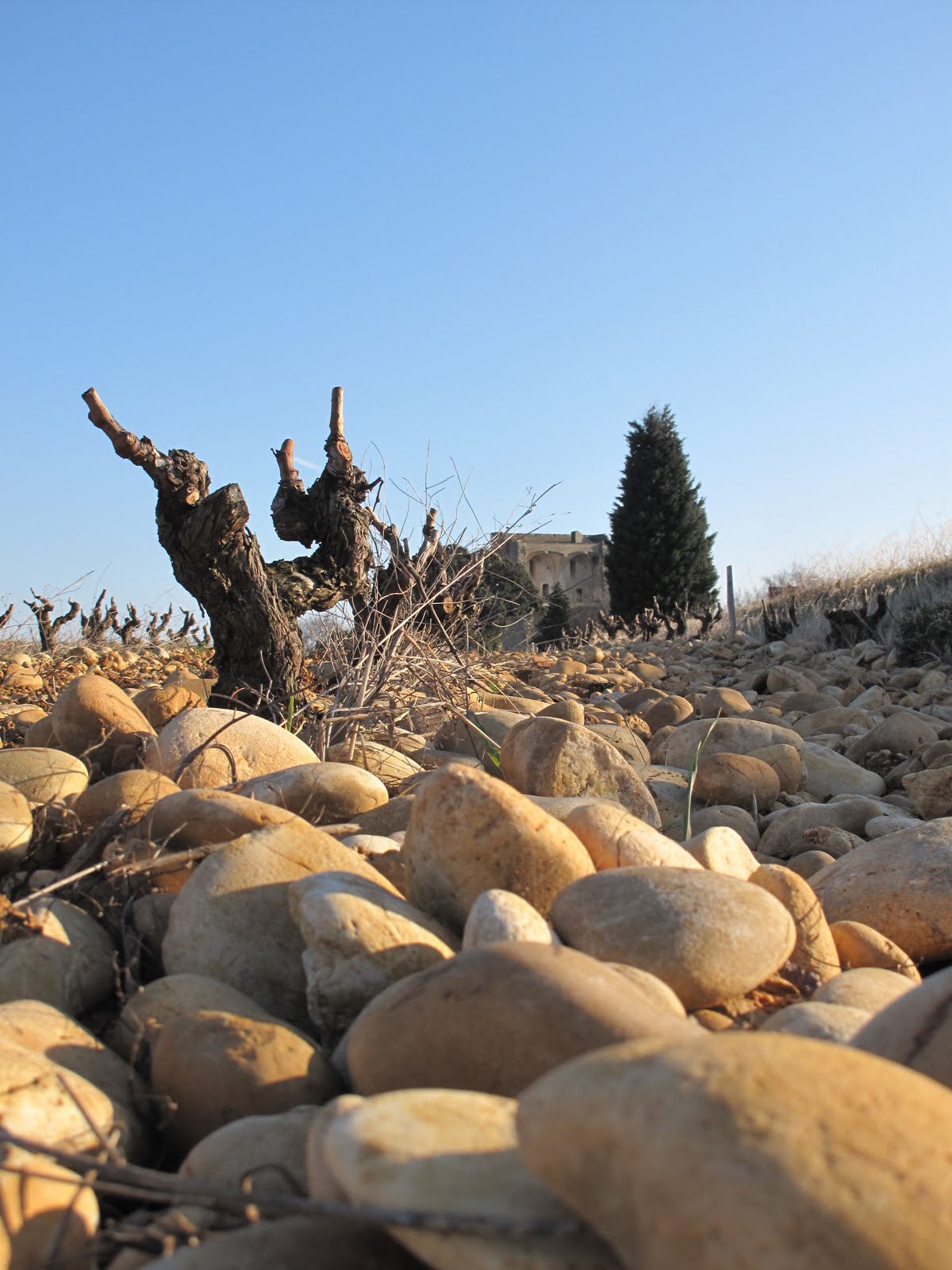 Le BLOG D'EPICURE: e Reynaud veritas