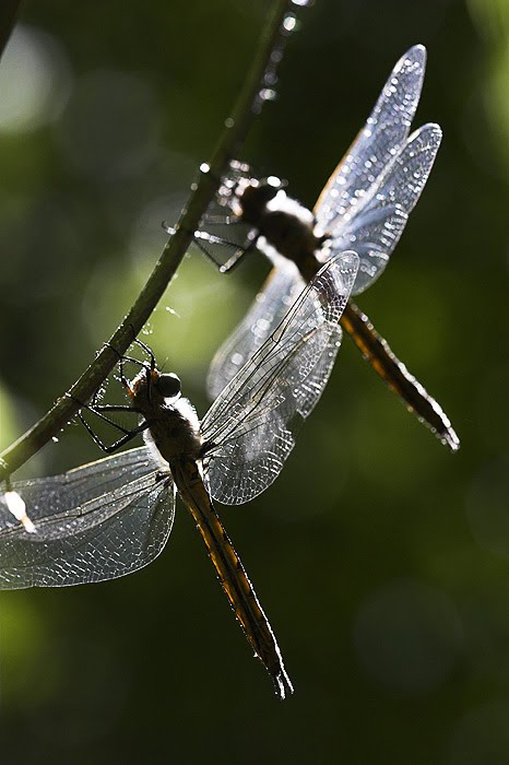 dragonflies