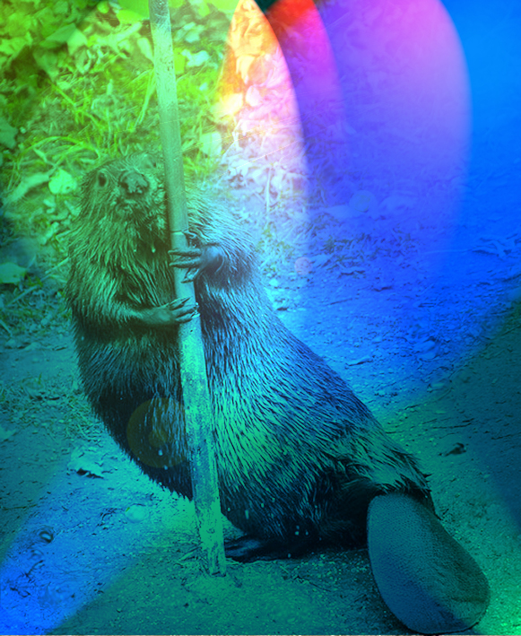 Beaver Pictures: Dancing Beaver Party Time