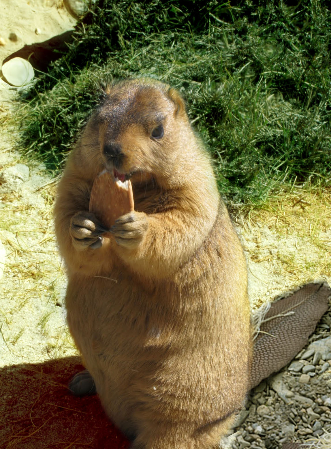 Beaver Pictures: November 2010