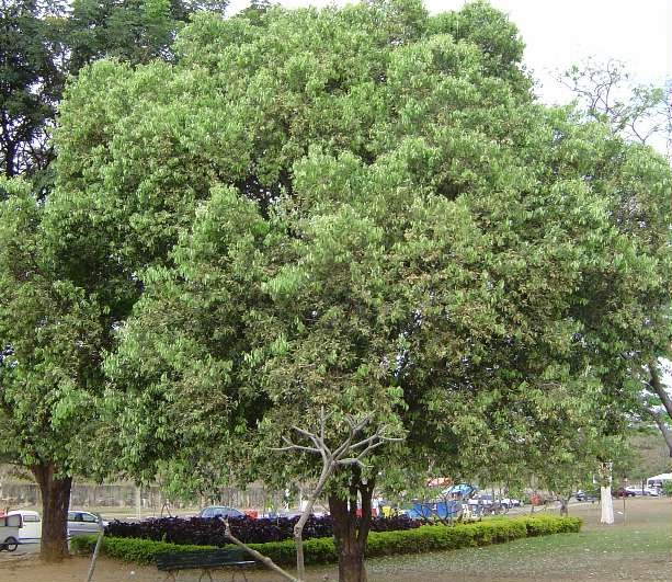 ADOTE UMA ÀRVORE: OITÍ