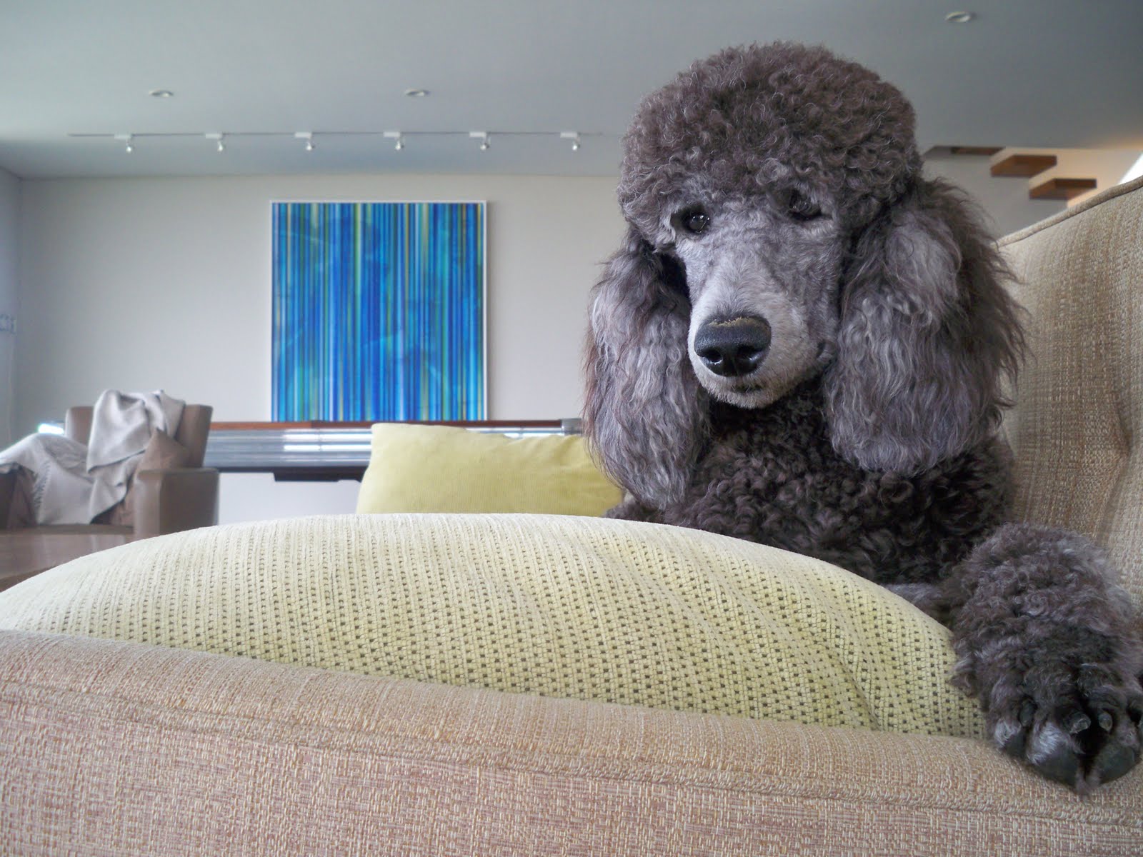 INSTANT CLASSIC: Pretty Poodle Parlor