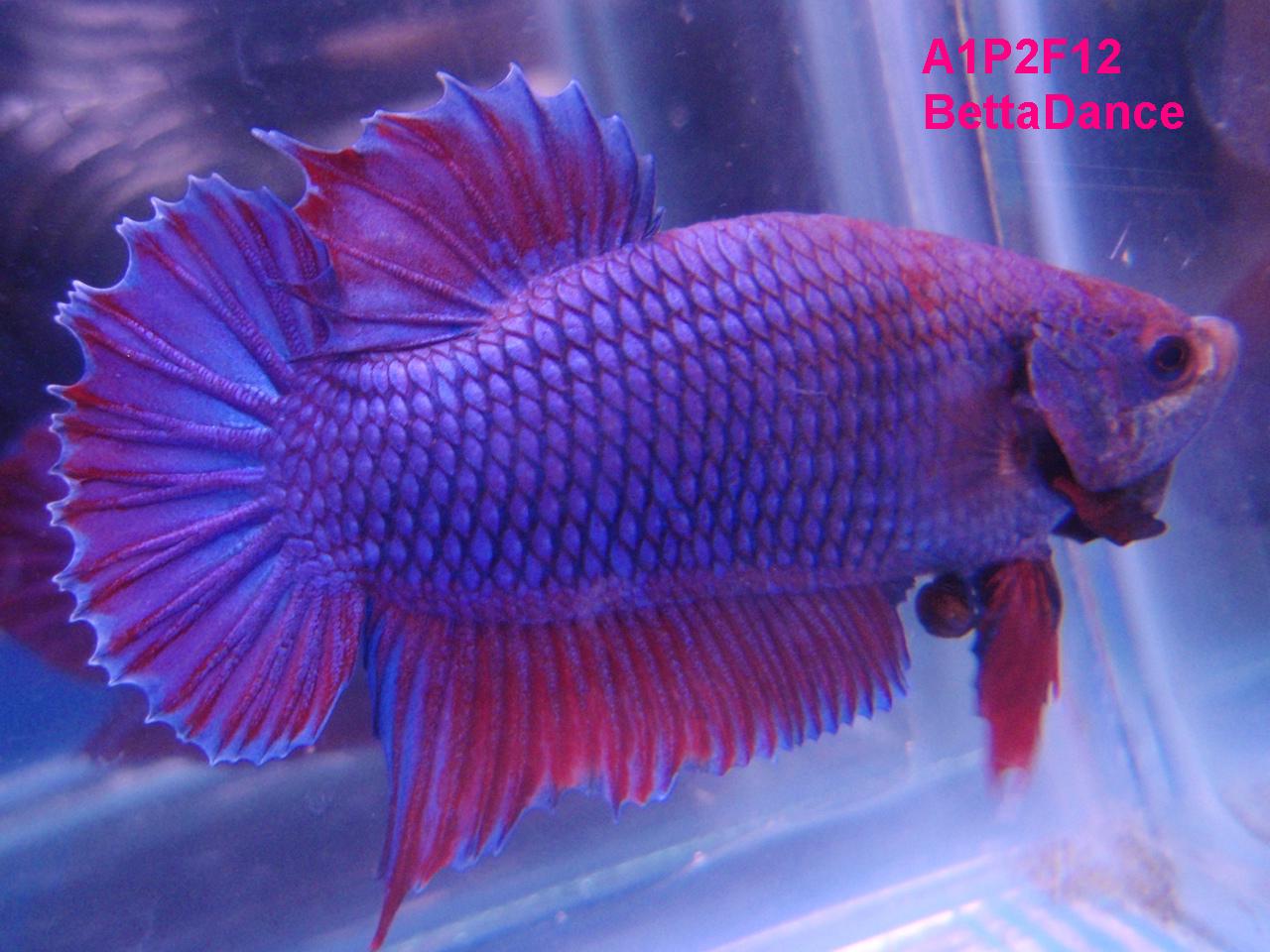 BettaDance: My biggest giant